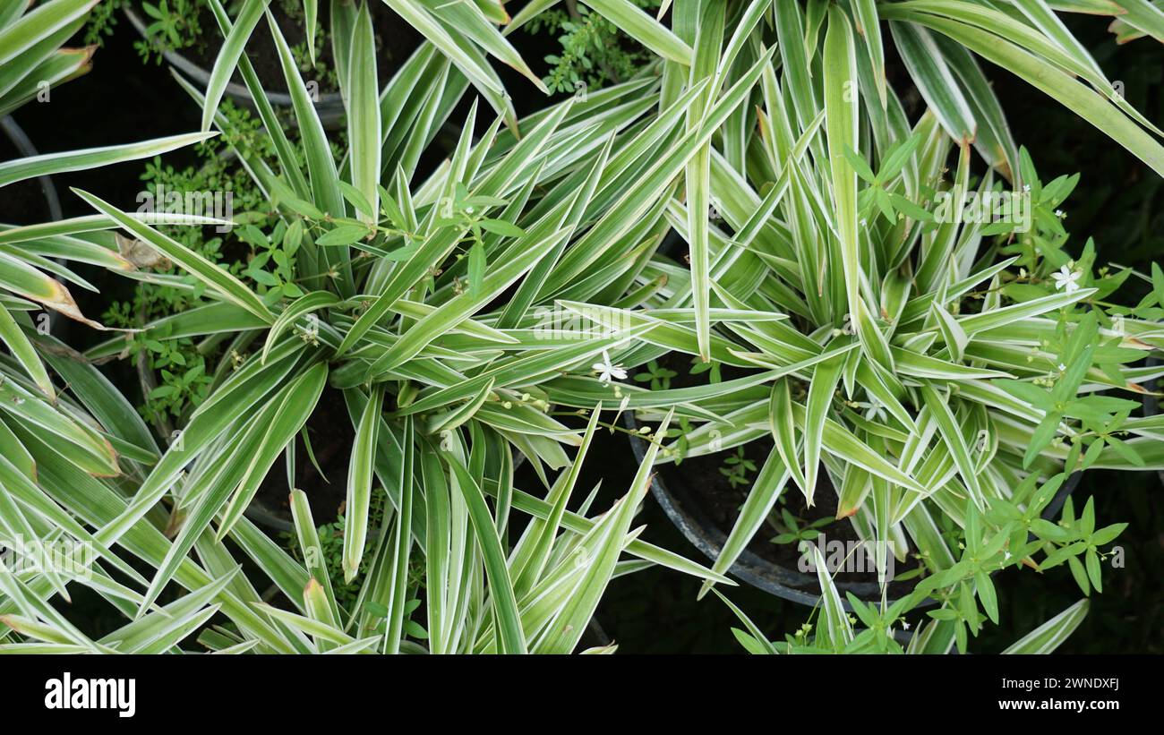 Chlorophytum comosum (spider plant, common spider plant, spider ivy ...