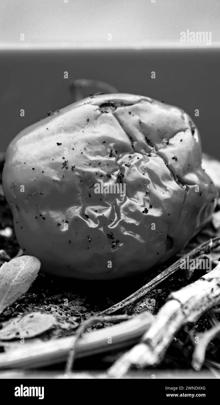 Food rotting Black and White Stock Photos & Images - Alamy