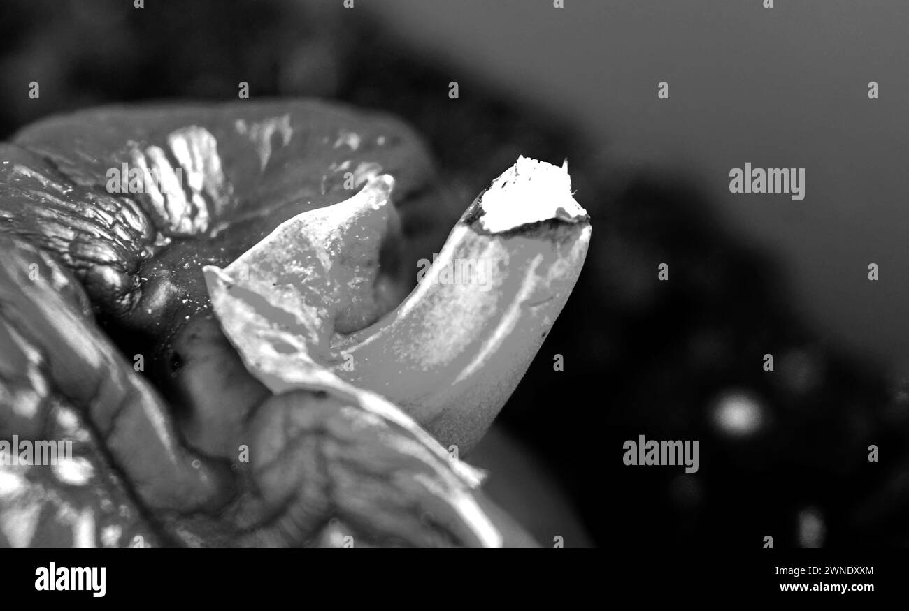 Food rotting Black and White Stock Photos & Images - Alamy