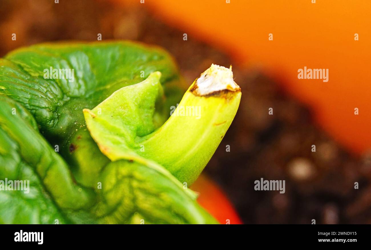 Green pepper in the process of rotting Stock Photo - Alamy