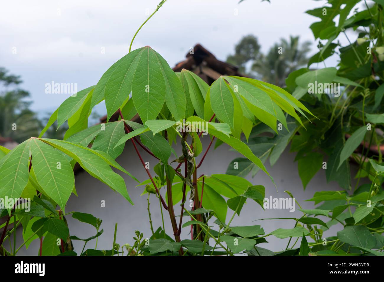 Flat lay of small plants around the house Stock Photo - Alamy