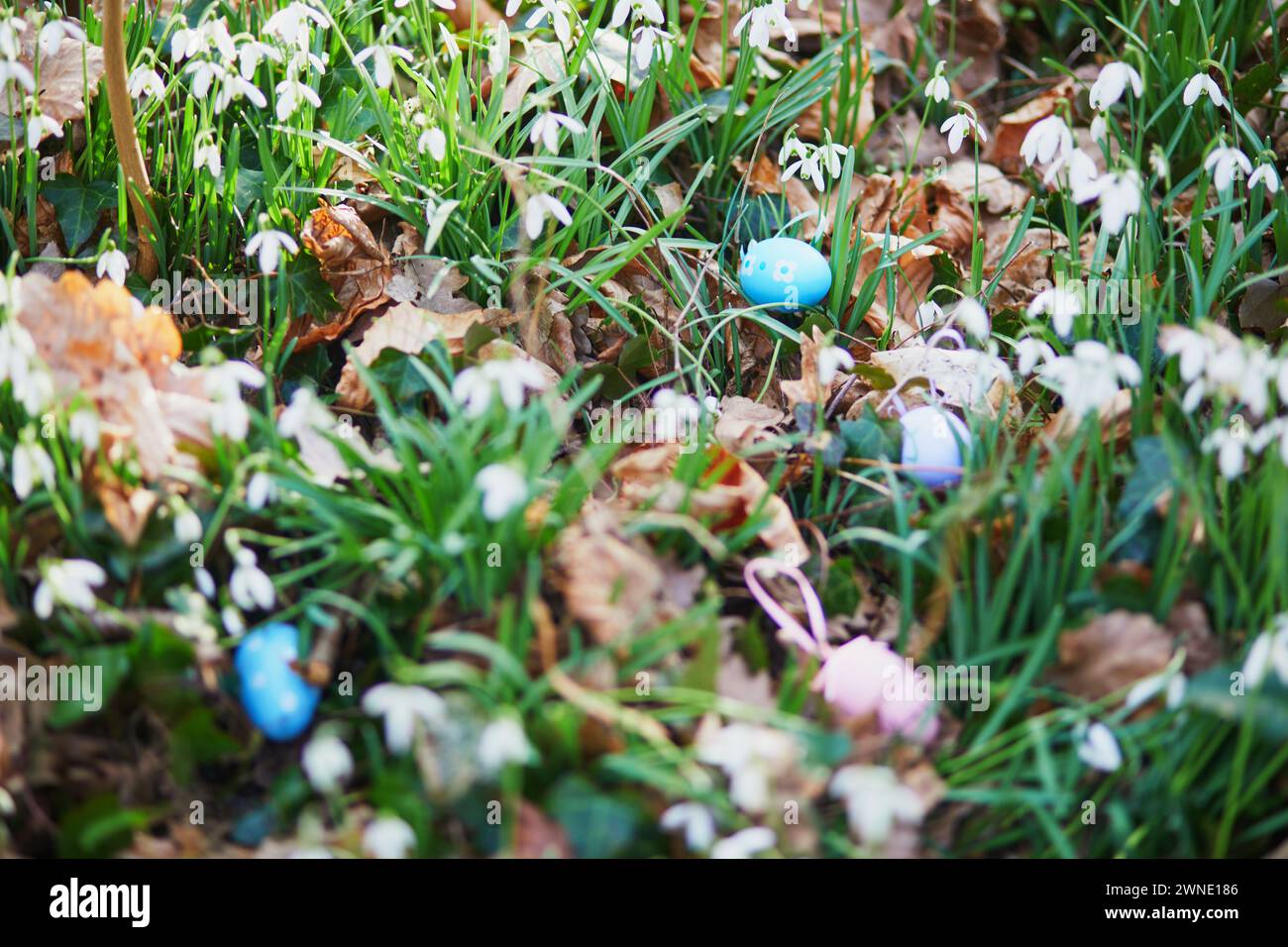 Colorful Easter eggs hidden in grass with beautiful snowdrop flowers ...