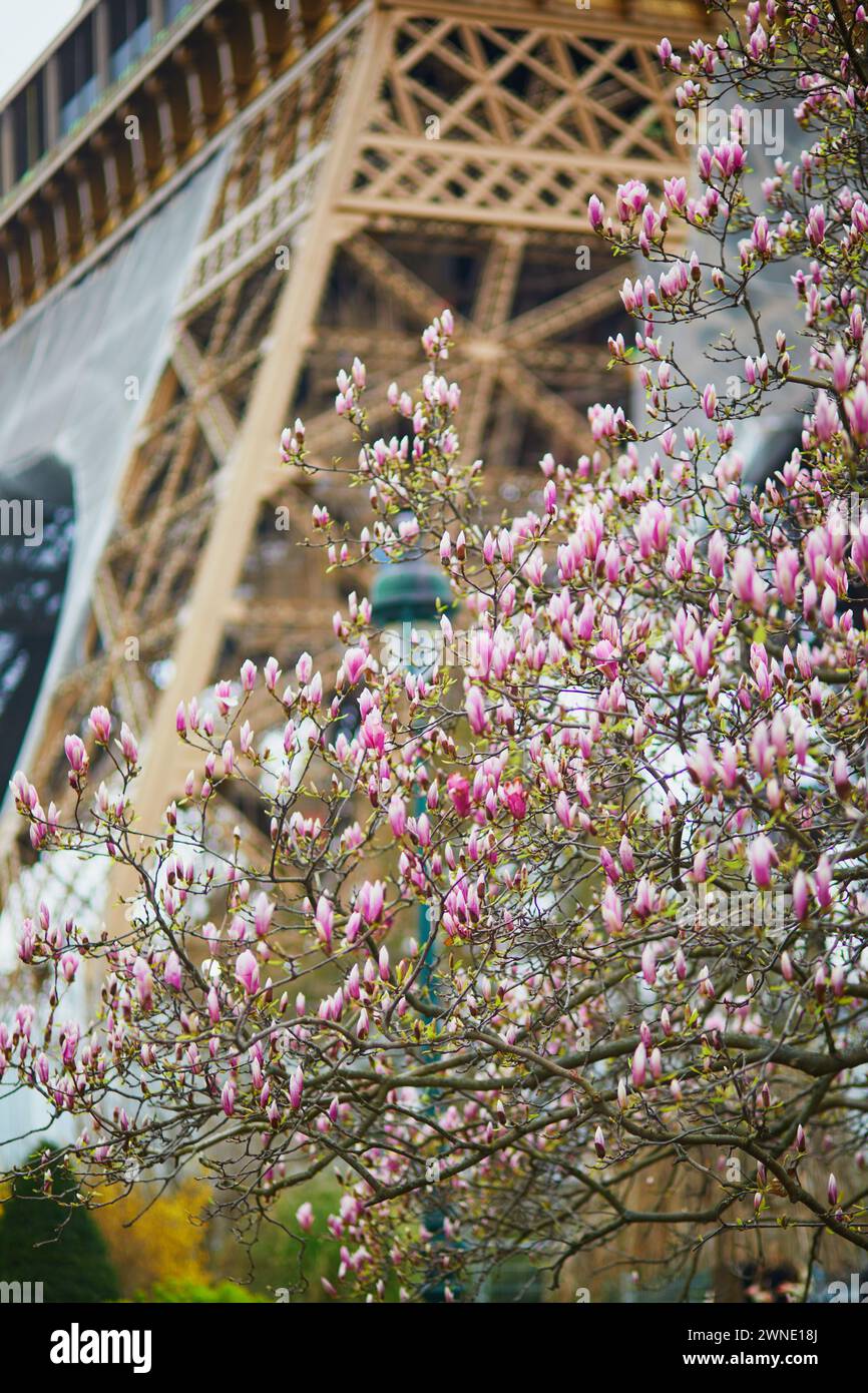 Pink magnolia flowers in full bloom with Eiffel tower in the background ...