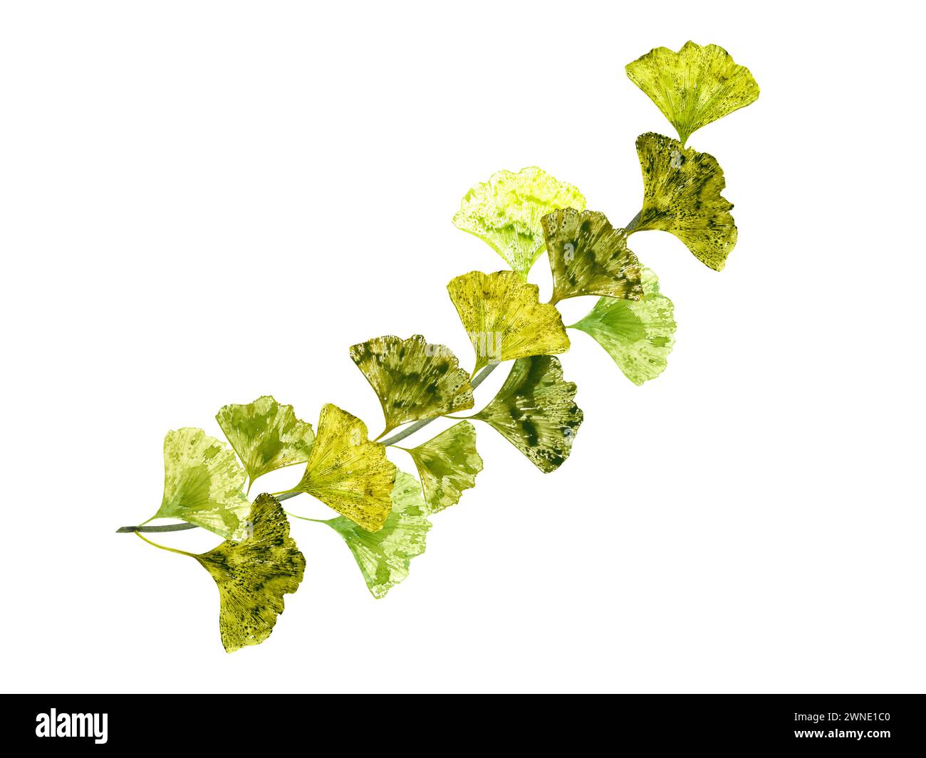 Vintage biloba twig. Green yellow gingko branch. Watercolor botanical ...