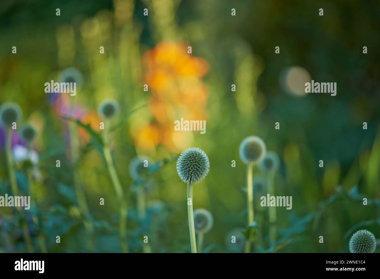 Flowers, leaves and grass in nature for plant, environment and ...