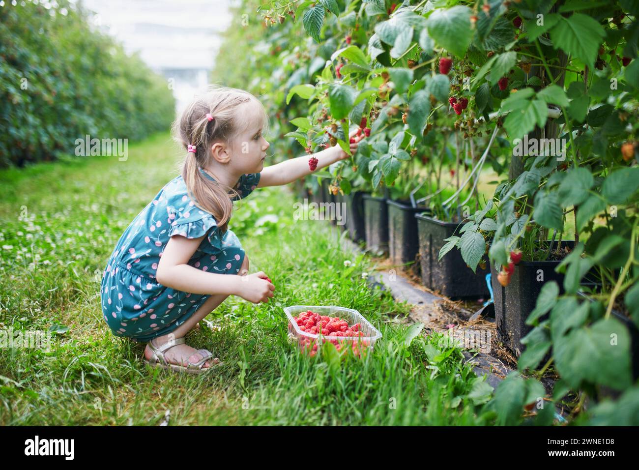 Adorable preschooler girl picking fresh organic raspberries on farm ...