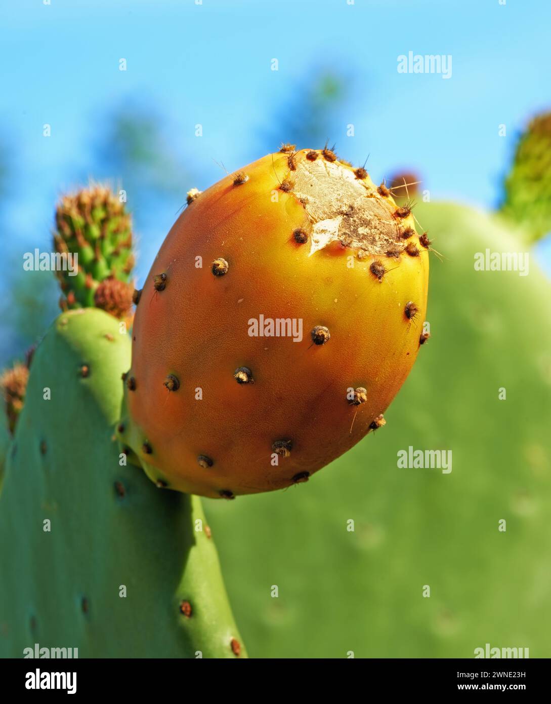 Outdoors, plant and prickly pear cactus in desert, sustainable ...