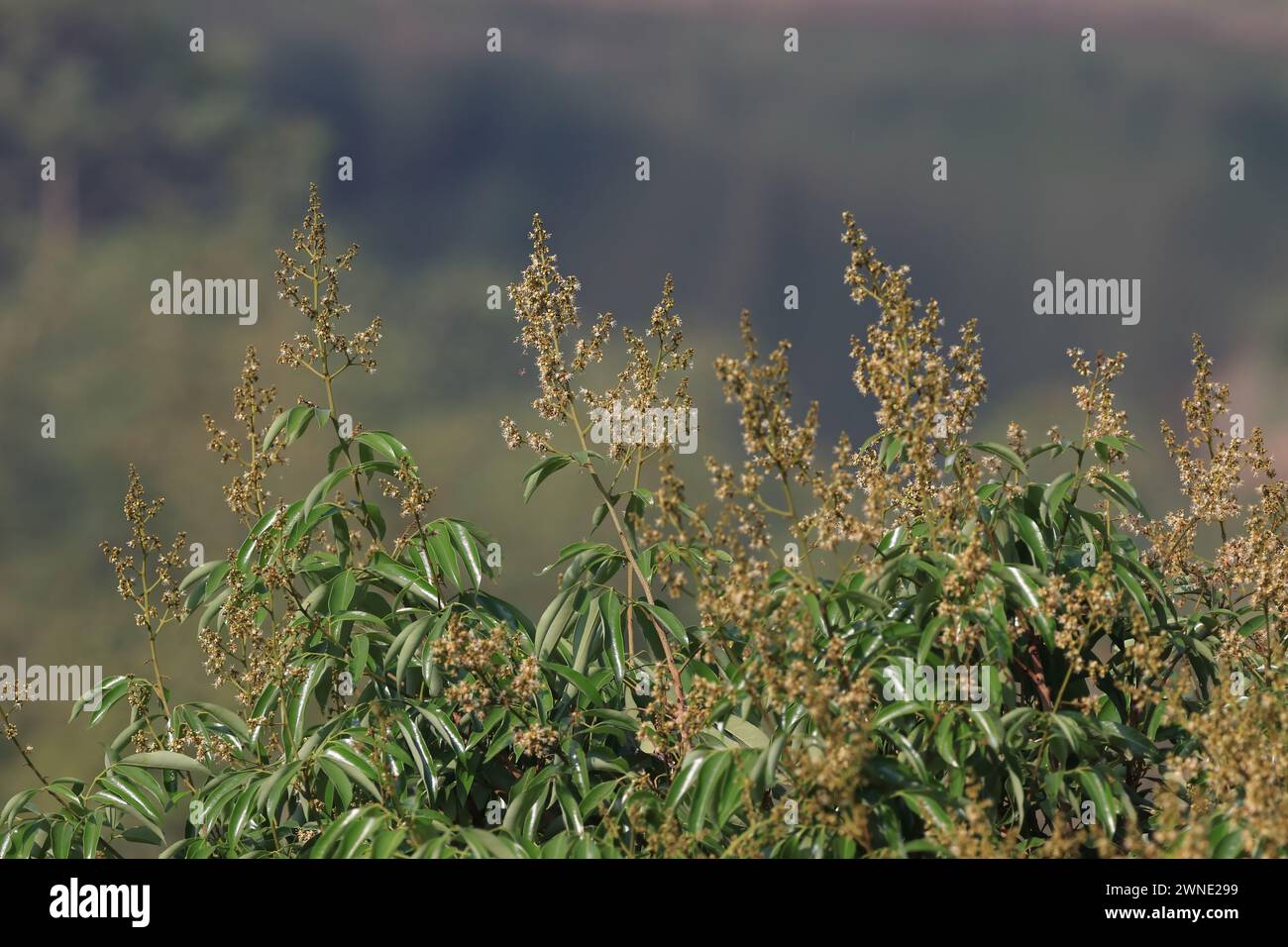 lychee flower in lychee garden.this photo was taken from Rangamati ...
