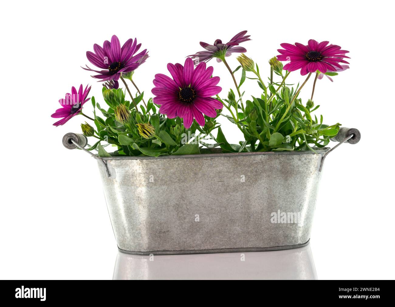 pink spanish daisy on white background Stock Photo - Alamy