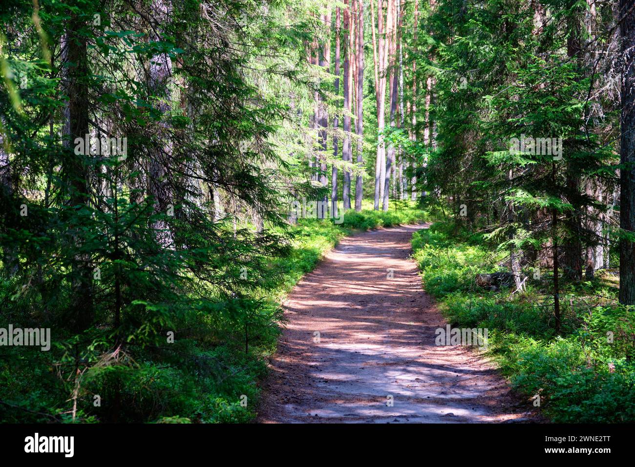 A sandy forest road through a coniferous forest Stock Photo - Alamy