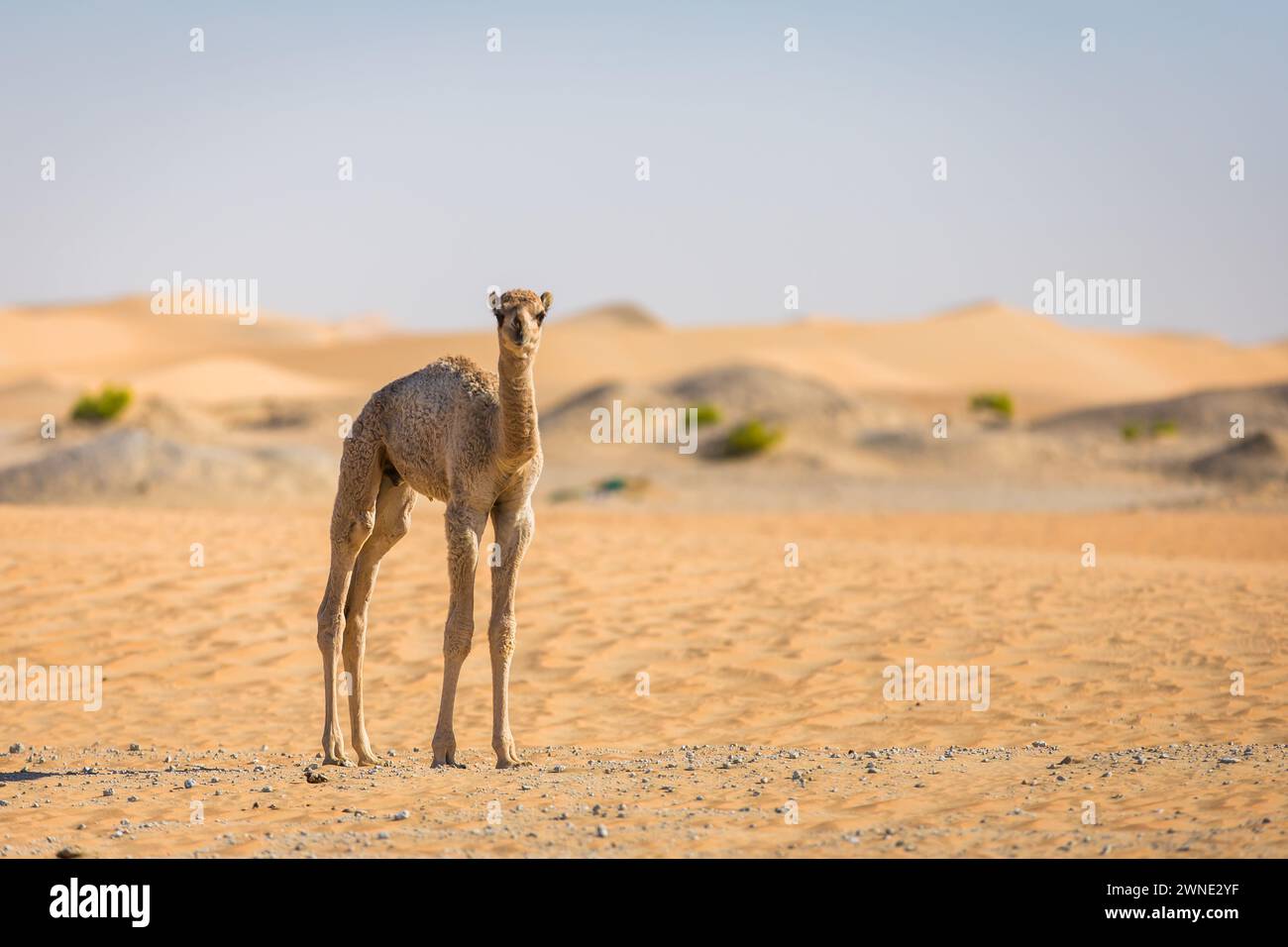Abu Dhabi, Emirats Arabes Unis. 02nd Mar, 2024. Chameau, camel during ...