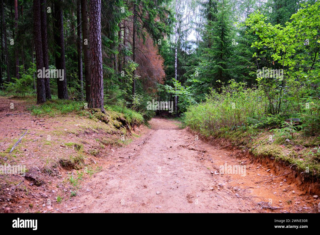A sandy path descending into the depths of the forest Stock Photo - Alamy