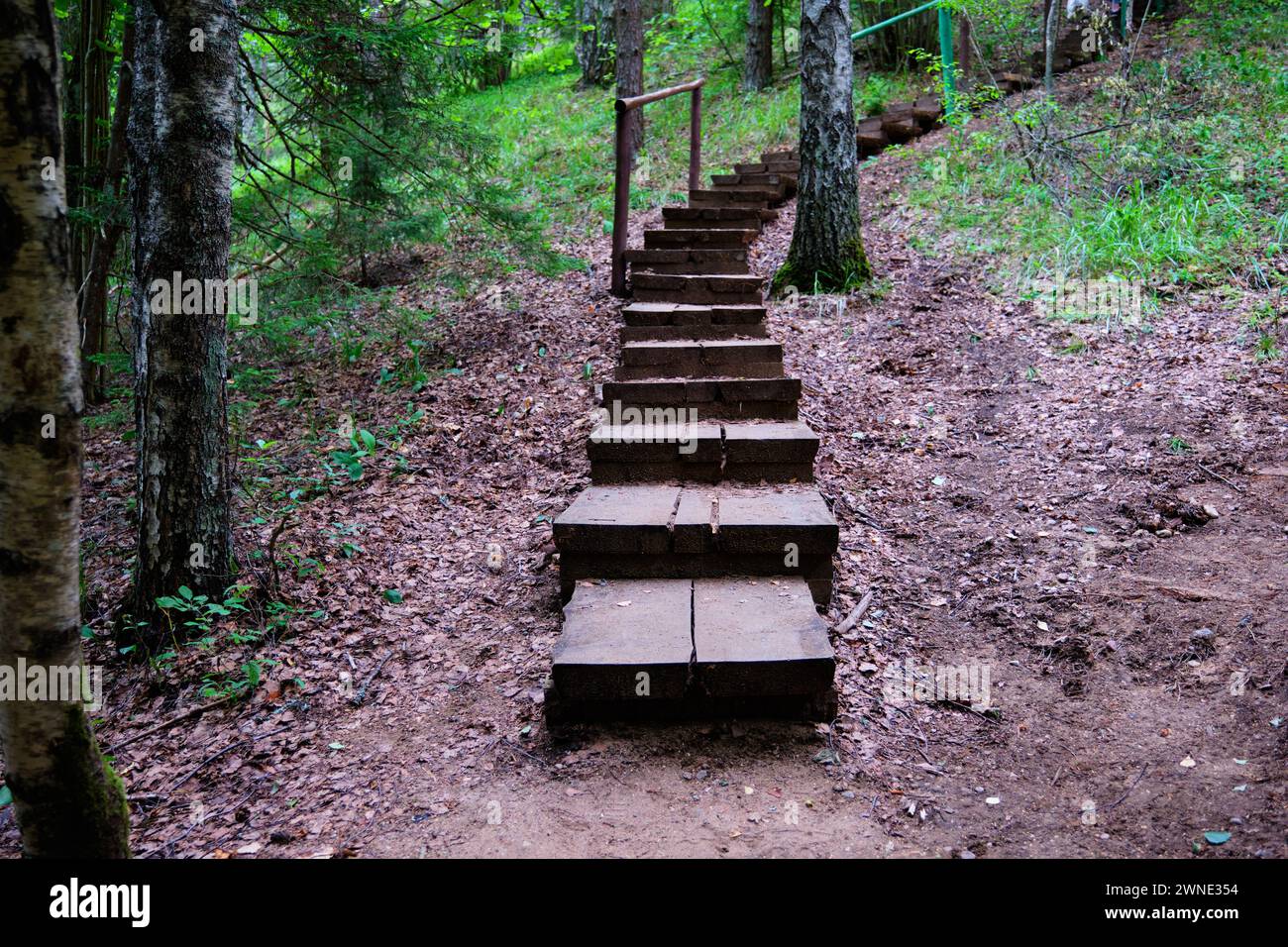 Wooden steps leading up in the forest Stock Photo - Alamy