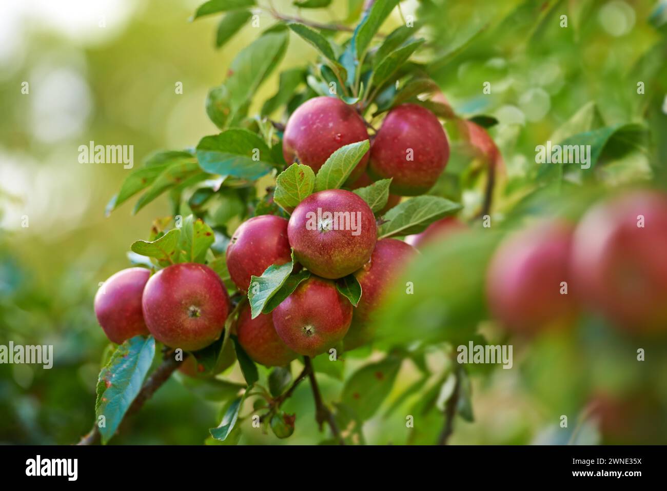 Red apples, orchard and trees with nature, environment and ...
