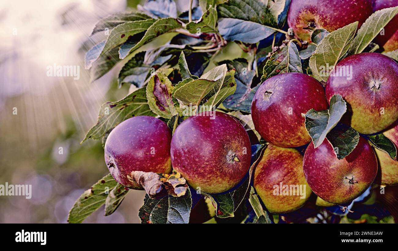 Apple, tree and closeup of fruit with leaves outdoor in farm, garden or ...
