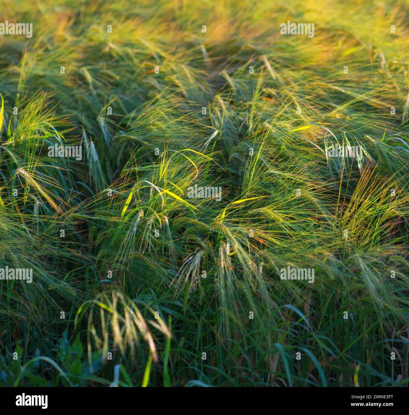 Grass, closeup and nature environment in forest ecosystem with garden ...