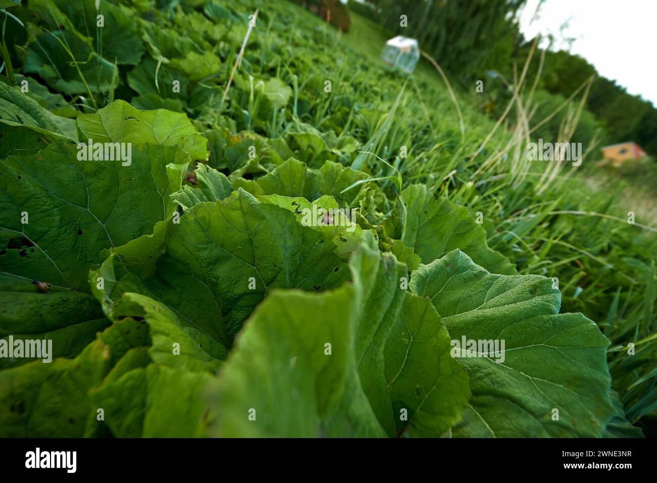 Vegetable, green leaf and ground or nature environment or small ...