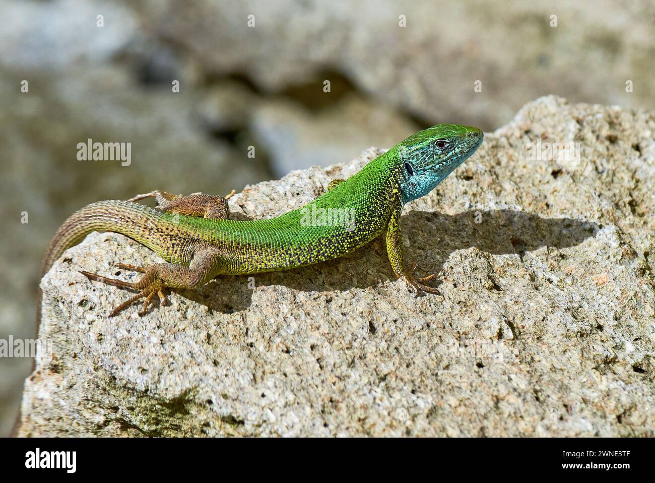 European green lizard sunbathing on the rock (Lacerta viridis Stock ...