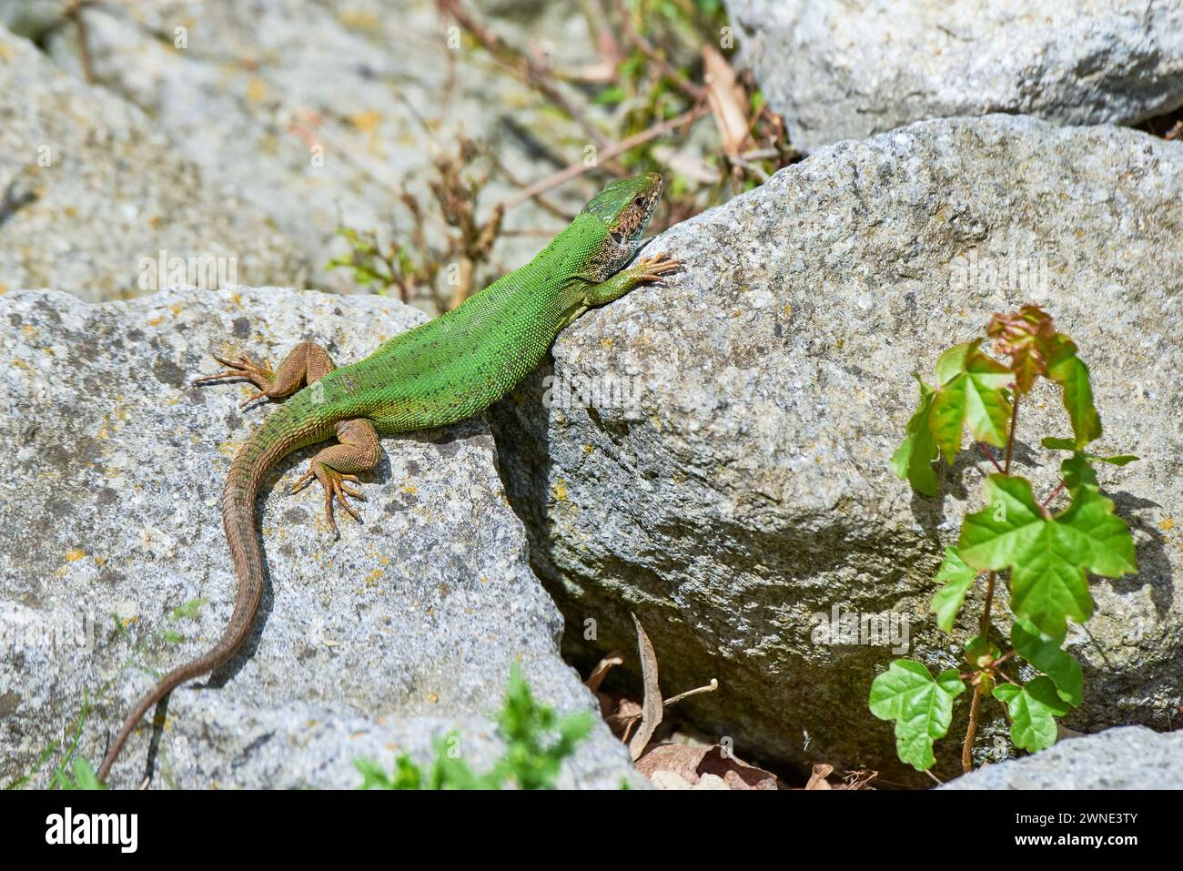 European green lizard sunbathing on the rock (Lacerta viridis Stock ...