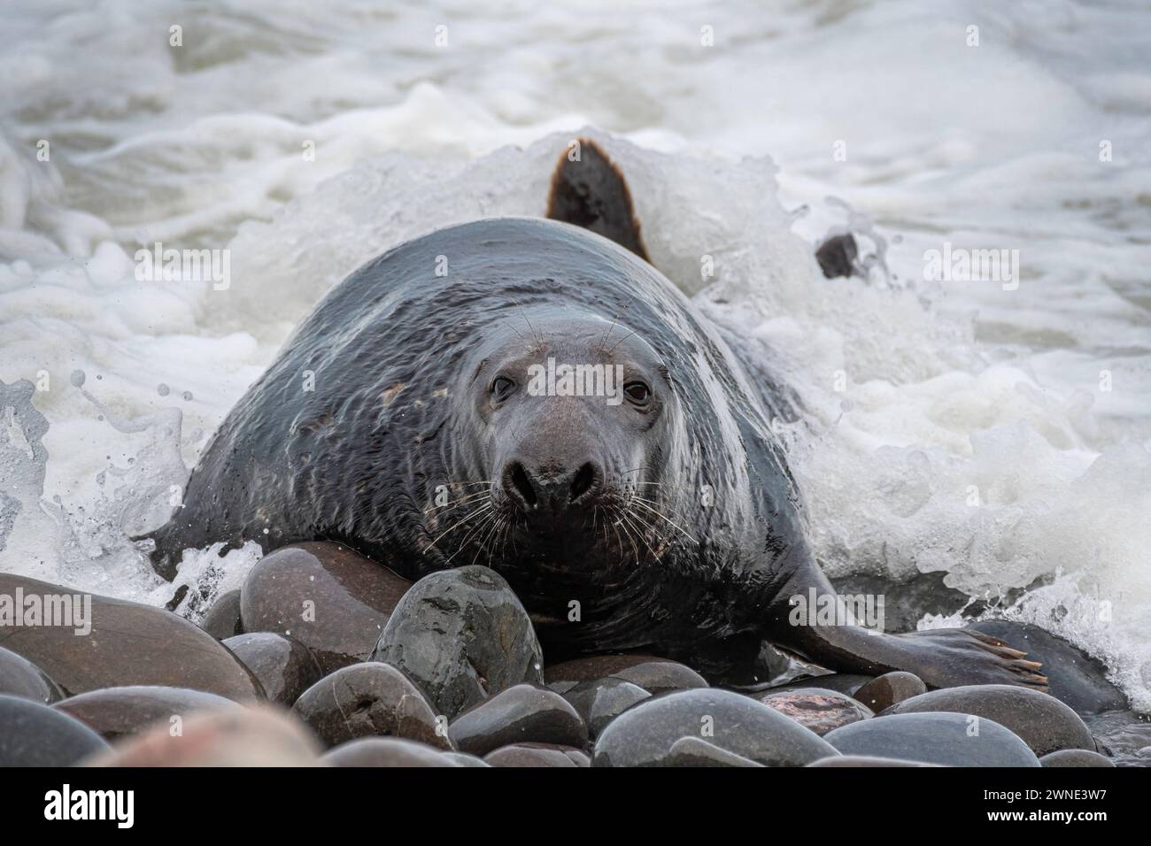 Big Bull Seal comes ashore. This beachmaster ruled the mating rights on ...