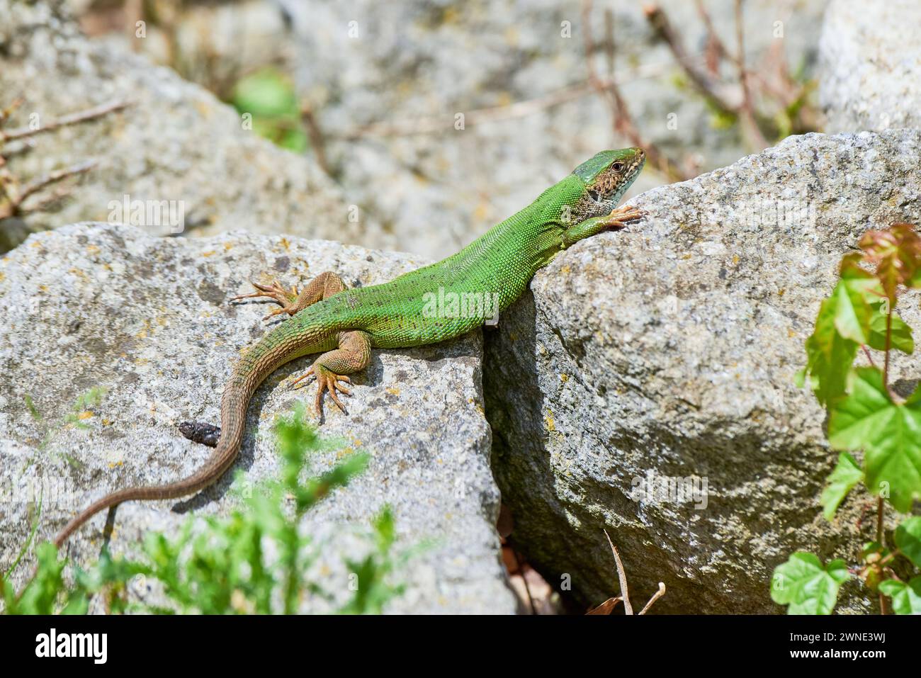 European green lizard sunbathing on the rock (Lacerta viridis Stock ...