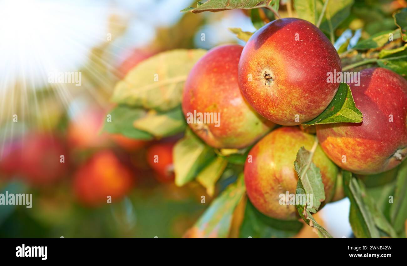 Apple, tree and growth of fruit with leaves outdoor in sunshine on farm ...