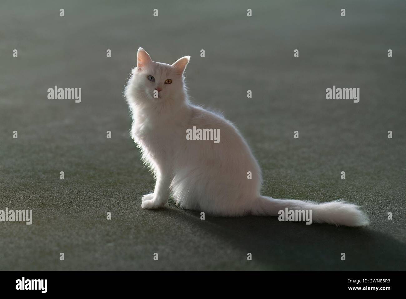 Cat in van hi-res stock photography and images - Alamy