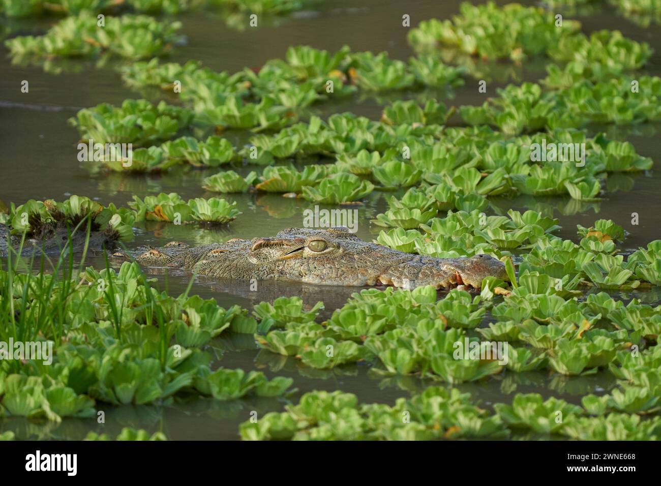 Nile Crocodile (Crocodylus niloticus) lurking amongst floating water ...