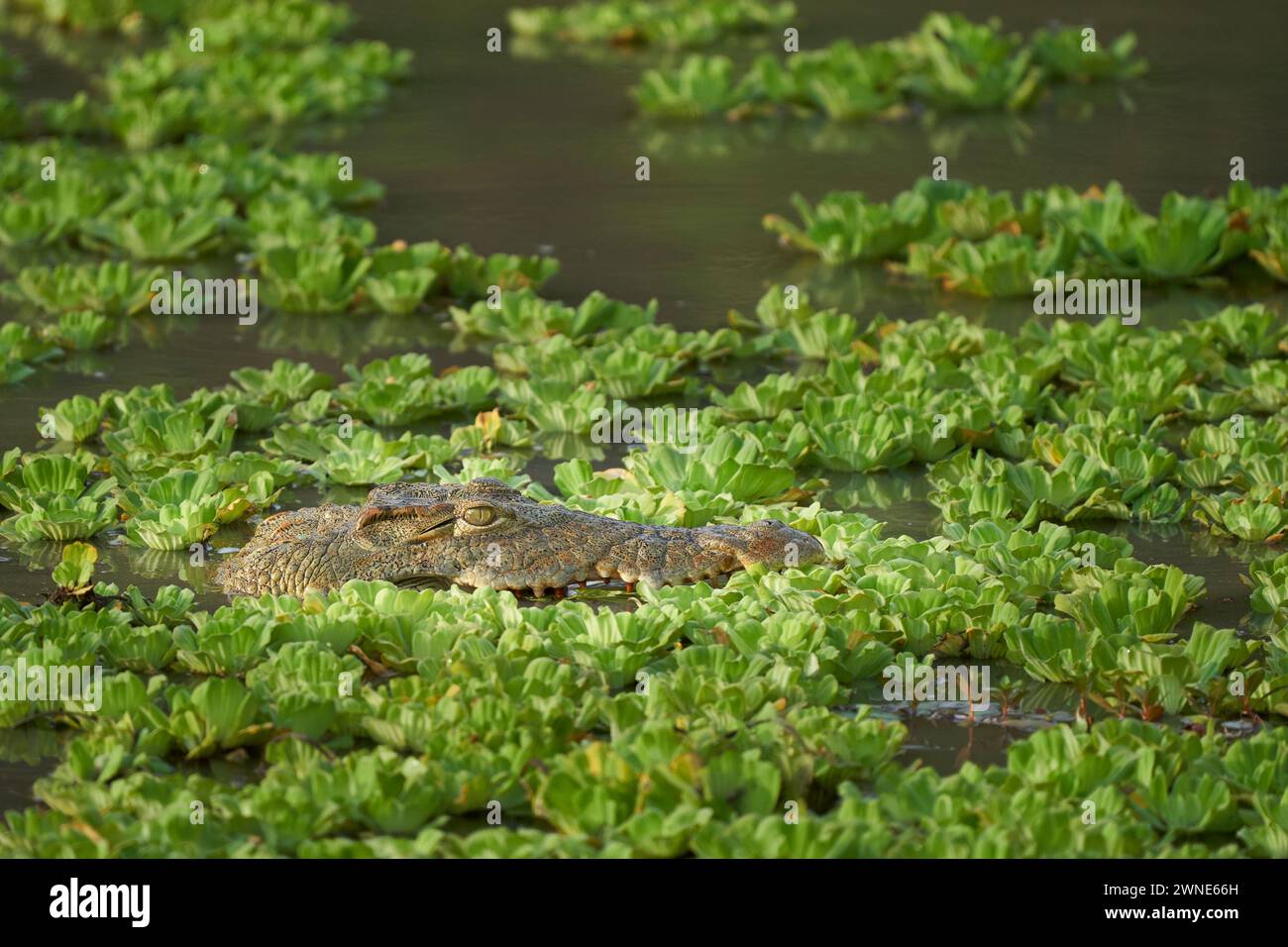 Nile Crocodile (Crocodylus niloticus) lurking amongst floating water ...