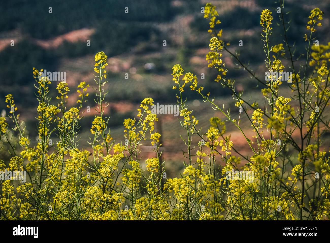 Landscape countryside in jaen hi-res stock photography and images - Alamy
