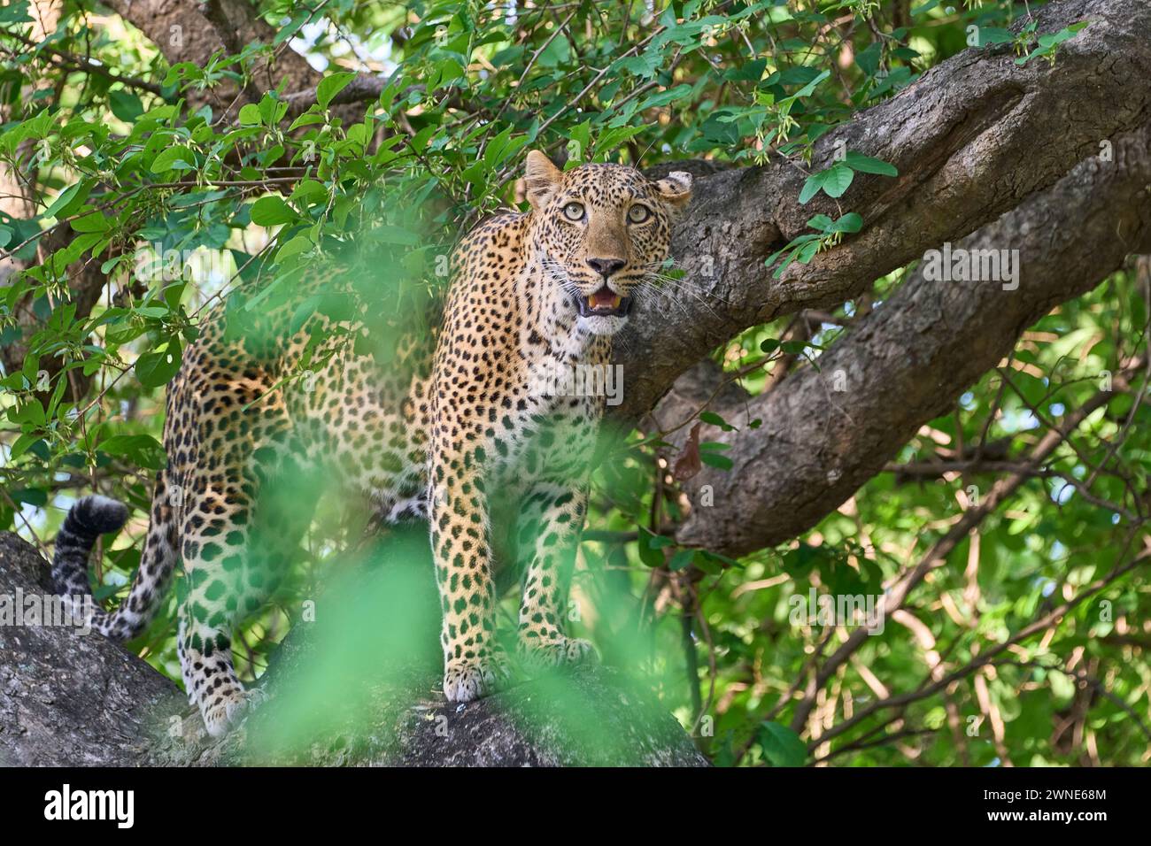 Female Leopard (Panthera pardus) resting in a tree in South Luangwa ...