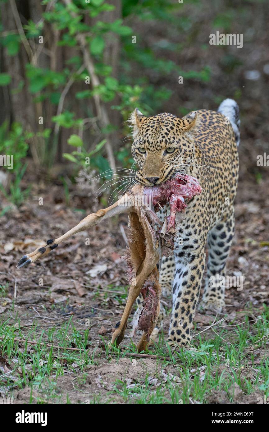 Female Leopard (Panthera pardus) carrying part of an Impala recently ...