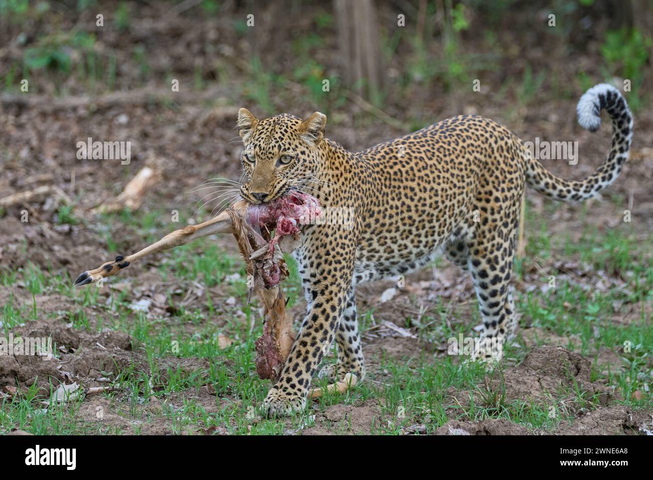 Female Leopard (Panthera pardus) carrying part of an Impala recently ...