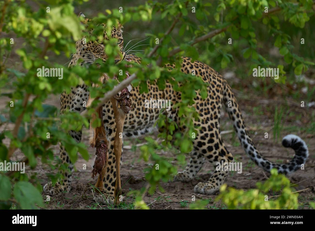 Female Leopard (Panthera pardus) carrying part of an Impala recently ...