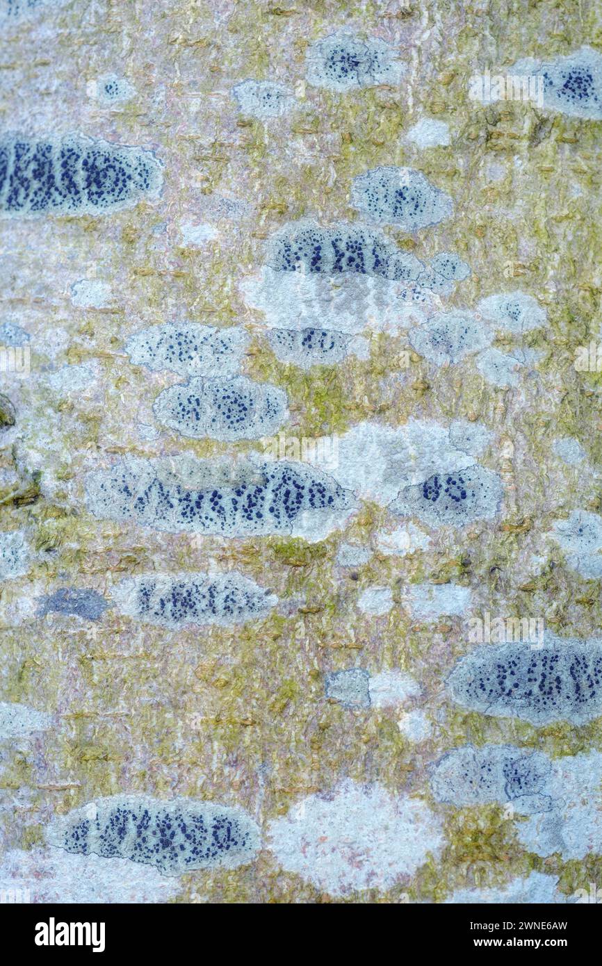 Mold patterns outdoors hi-res stock photography and images - Alamy