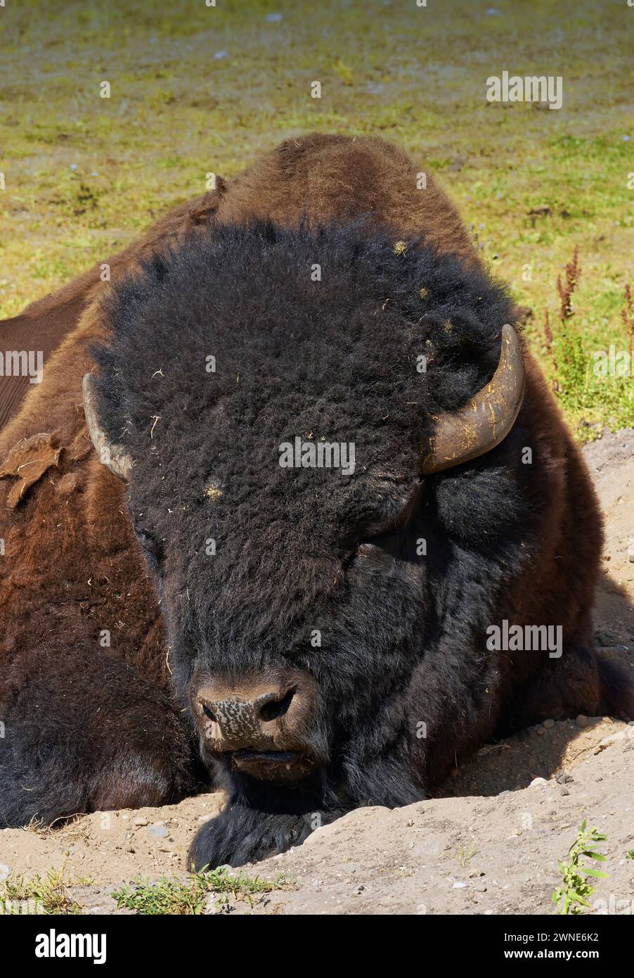 Nature, grass and bison on sand at countryside in summer with farm ...