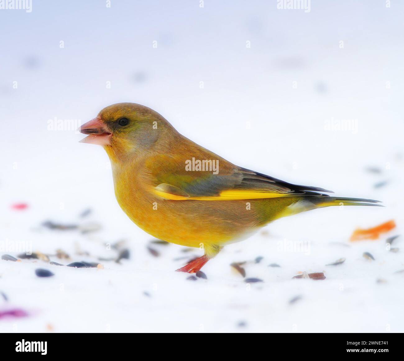 Bird, snow and nature with feather in natural environment for wildlife ...