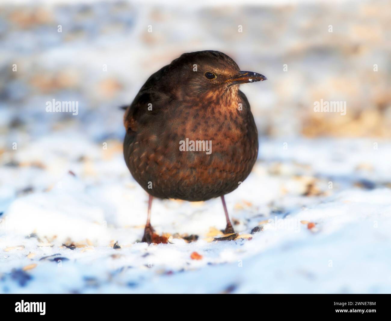 Bird, snow and nature with feather in natural environment for wildlife ...