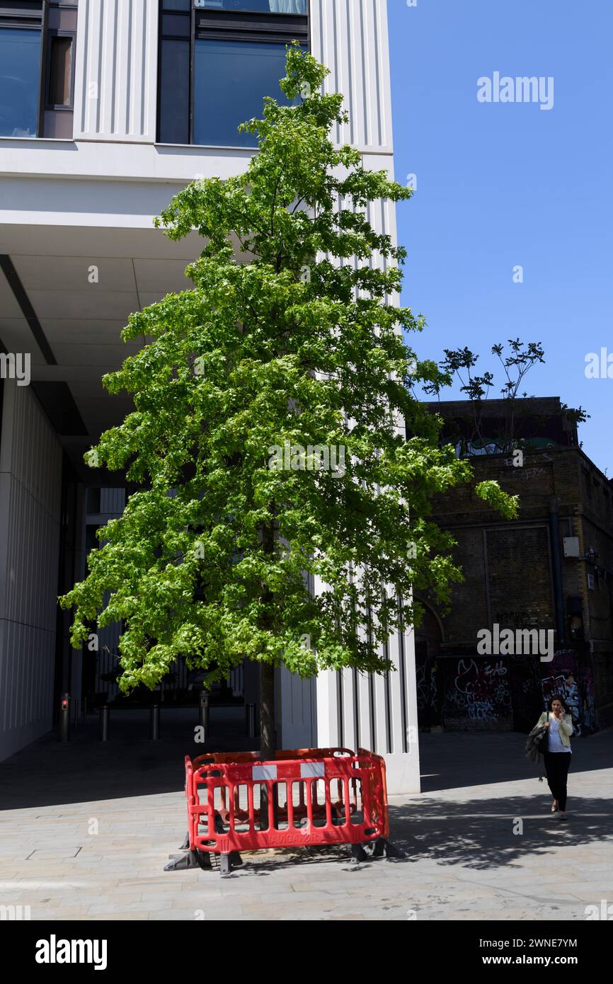 An urban tree, protected by a barrier Sutton Walk, York Road, London ...