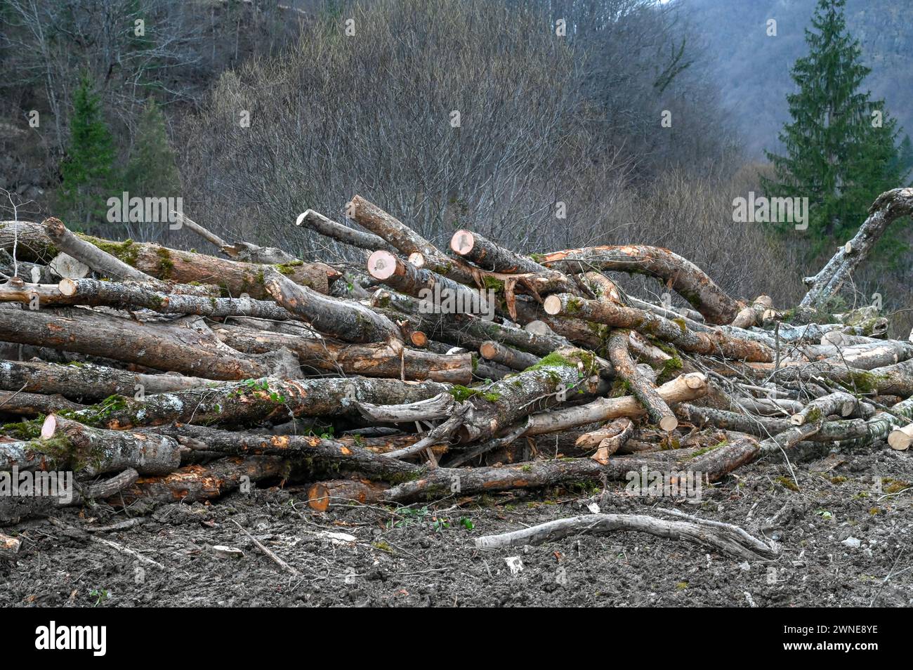 Trees cut down in the forest on the mountain. Stacks of firewood. Cut ...
