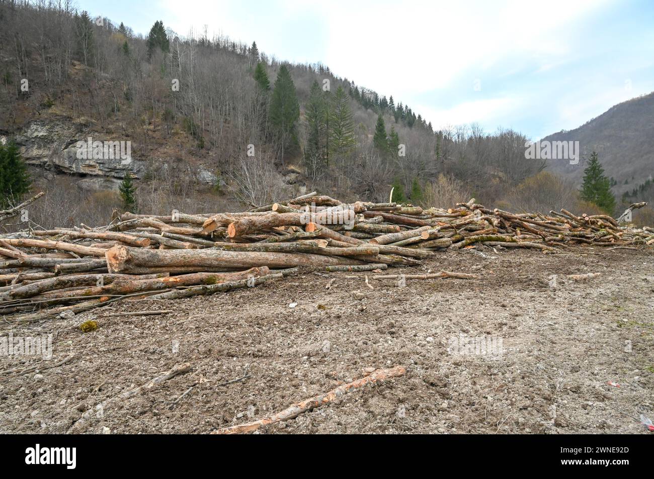 Trees cut down in the forest on the mountain. Stacks of firewood. Cut ...