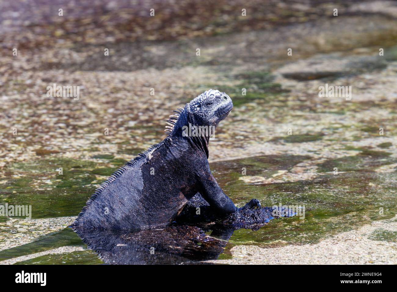 Sleeping galapagos marine iguana hi-res stock photography and images ...
