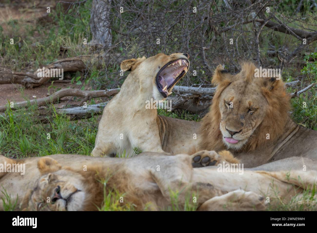Lions captured together hi-res stock photography and images - Alamy