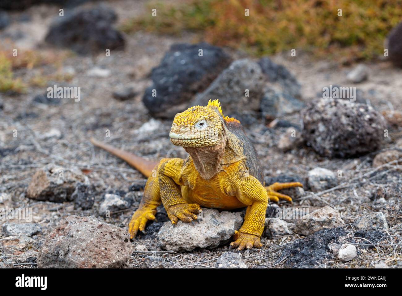Ecuador yellow bird endemic hi-res stock photography and images - Alamy