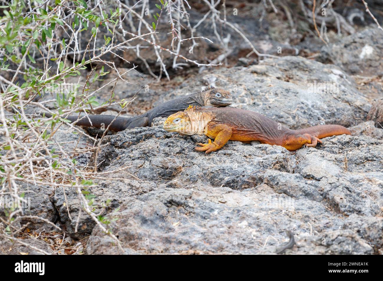 Ecuador yellow bird endemic hi-res stock photography and images - Alamy