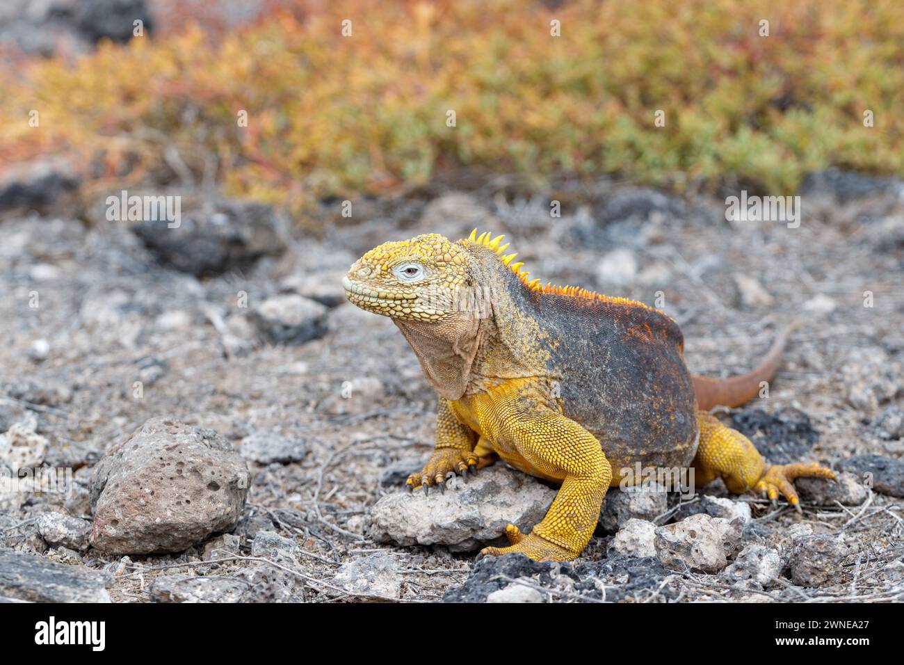 Ecuador yellow bird endemic hi-res stock photography and images - Alamy