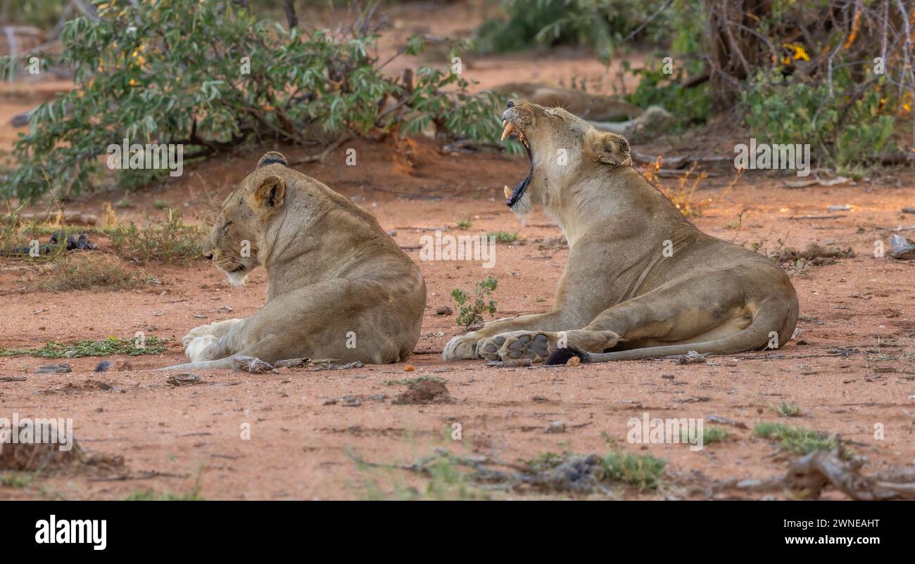 Lions captured together hi-res stock photography and images - Alamy