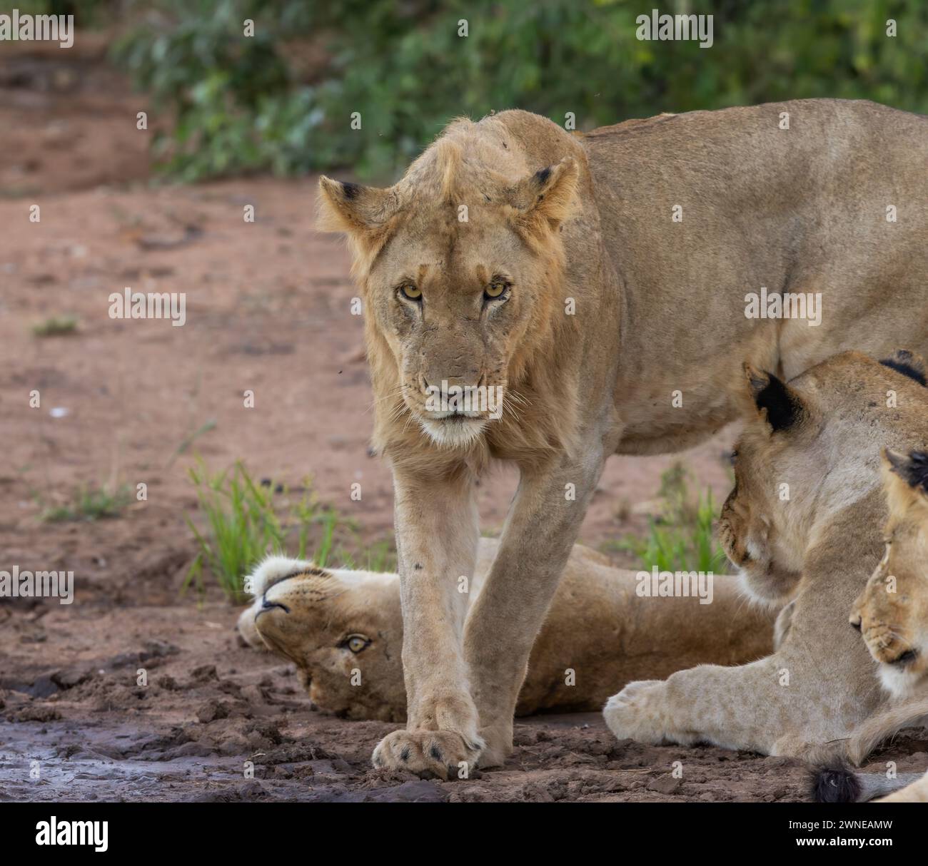 Lions captured in wildest africa hi-res stock photography and images - Alamy