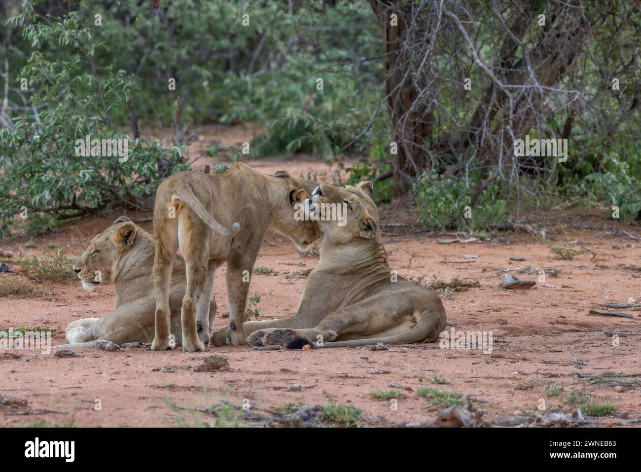 Lions captured together hi-res stock photography and images - Alamy