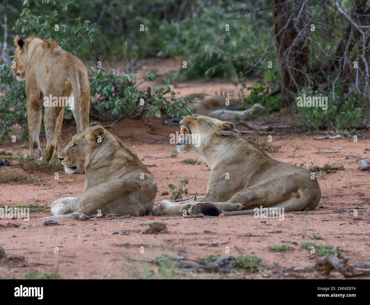 Lions captured in wildest africa hi-res stock photography and images ...